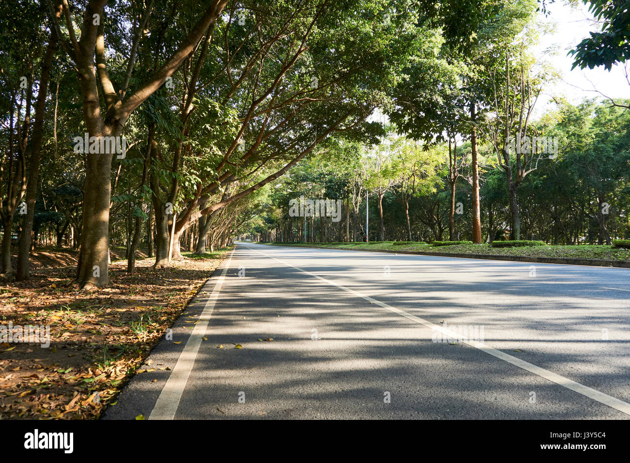 Tree and road hi-res stock photography and images - Alamy