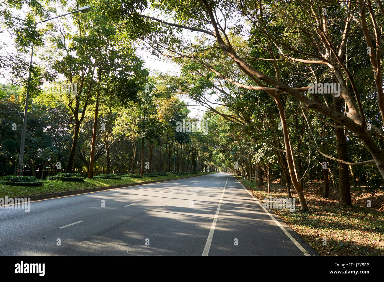 Tree and road hi-res stock photography and images - Alamy