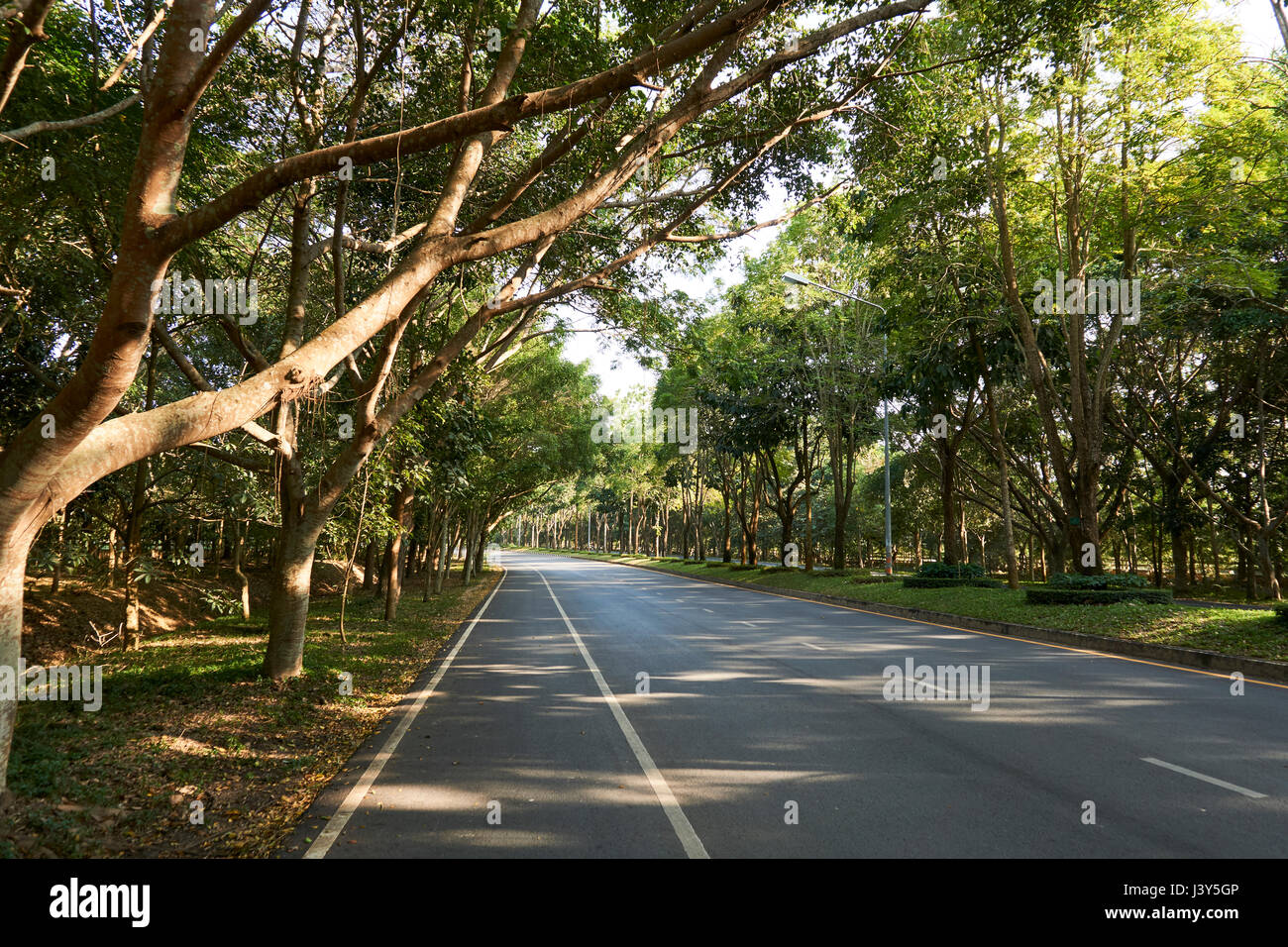 Tree and road hi-res stock photography and images - Alamy