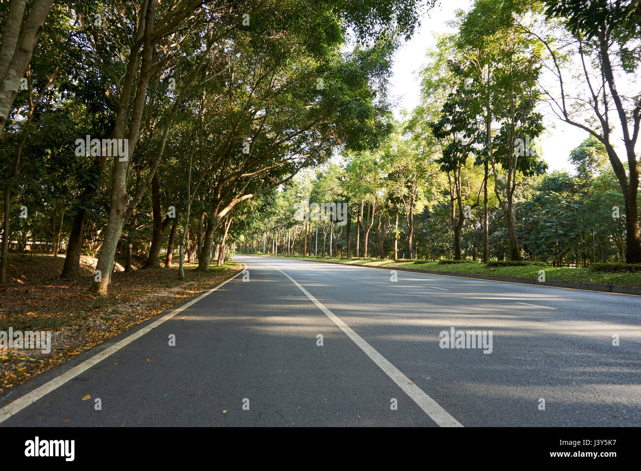 Tree and road hi-res stock photography and images - Alamy