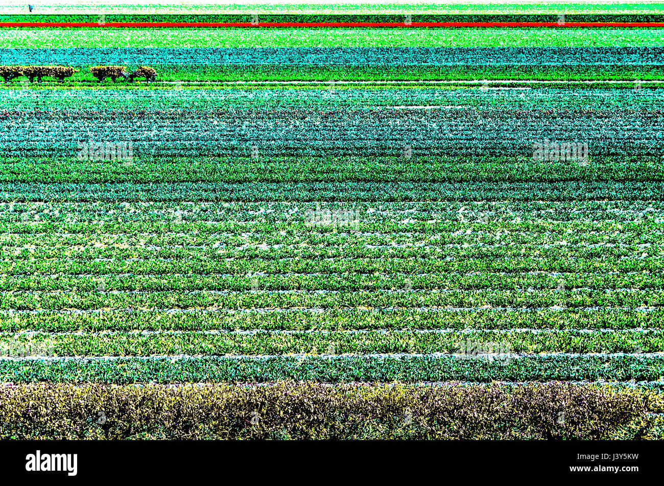 Colorful illustration of aDutch tulip field Stock Photo - Alamy