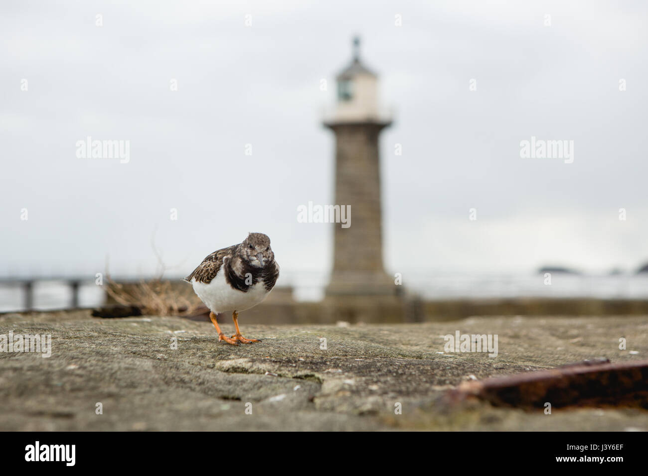 Bird sitting on wall with whitby lighthouse in the background Stock ...