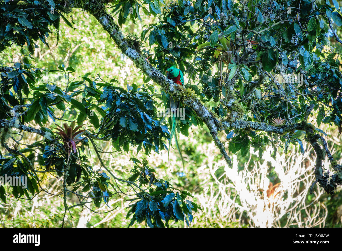 Beautiful bird in nature tropic habitat. Resplendent Quetzal Stock ...