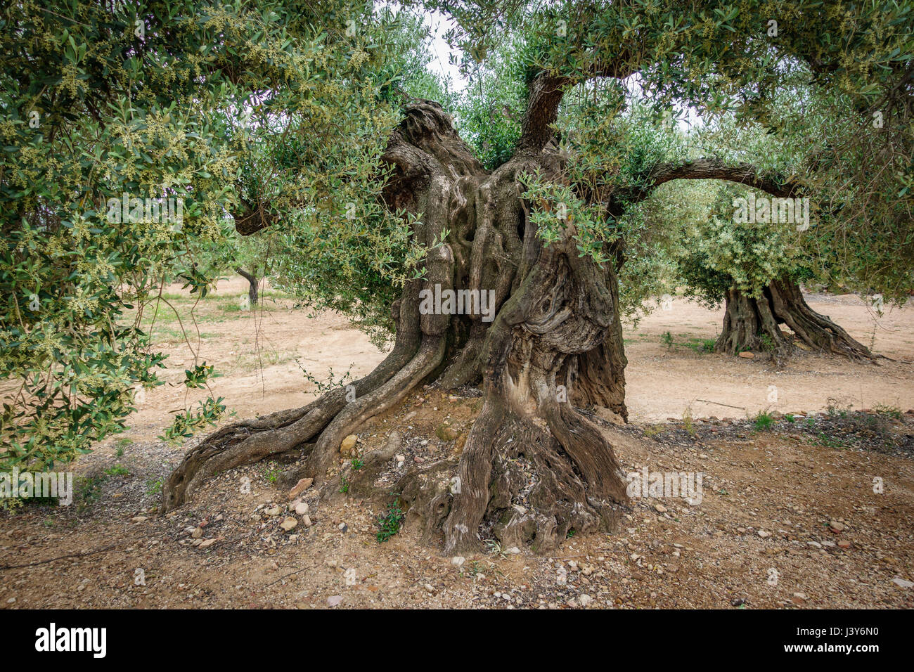 Ancient thousand-year-old olive tree trunk Stock Photo - Alamy Ancient thousand-year-old olive tree trunk Stock Photo - Alamy