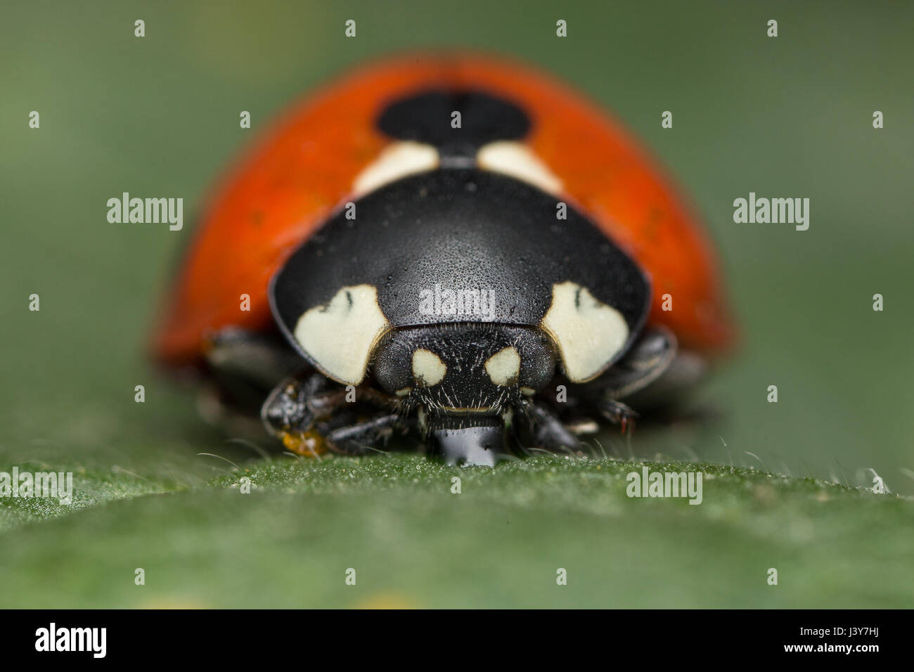 Coleoptera insect microscope hi-res stock photography and images - Alamy