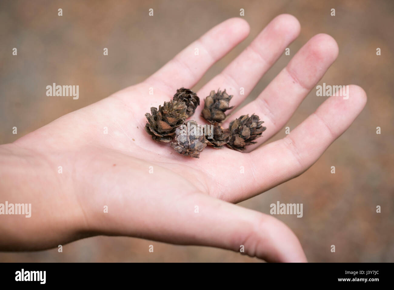 Hand of teenage boy holding pine cones Stock Photo - Alamy