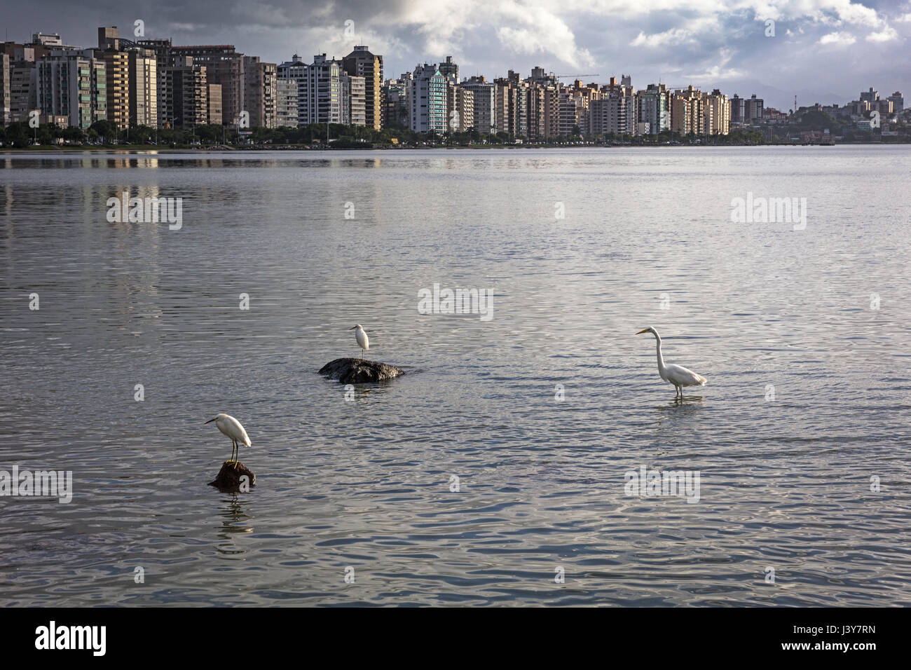 Birds on water by skyscrapers, Florianopolis, Santa Catarina, Brazil ...