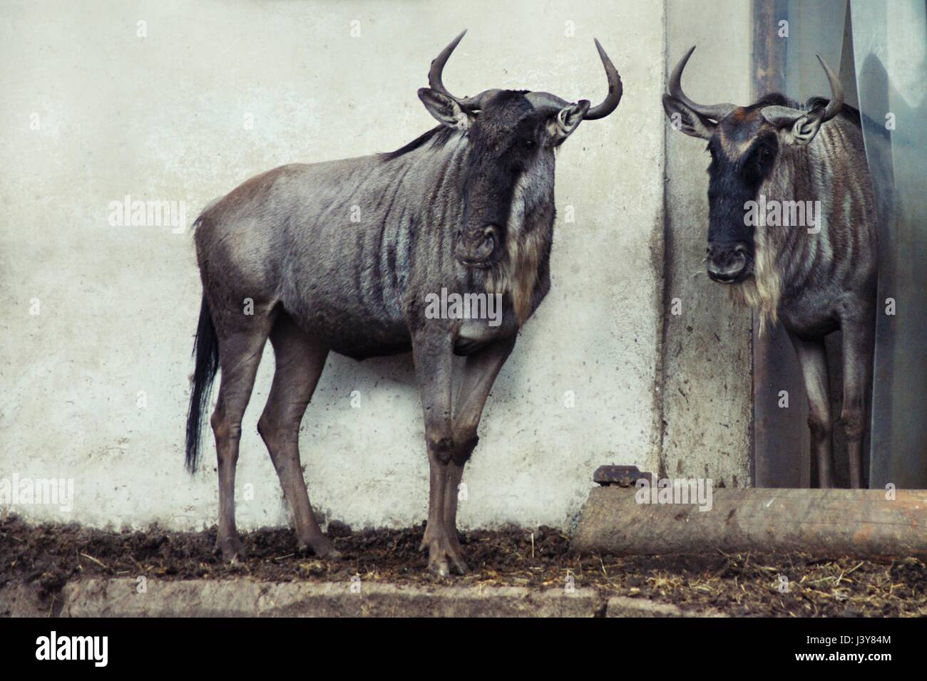 Gregarious animals hi-res stock photography and images - Alamy