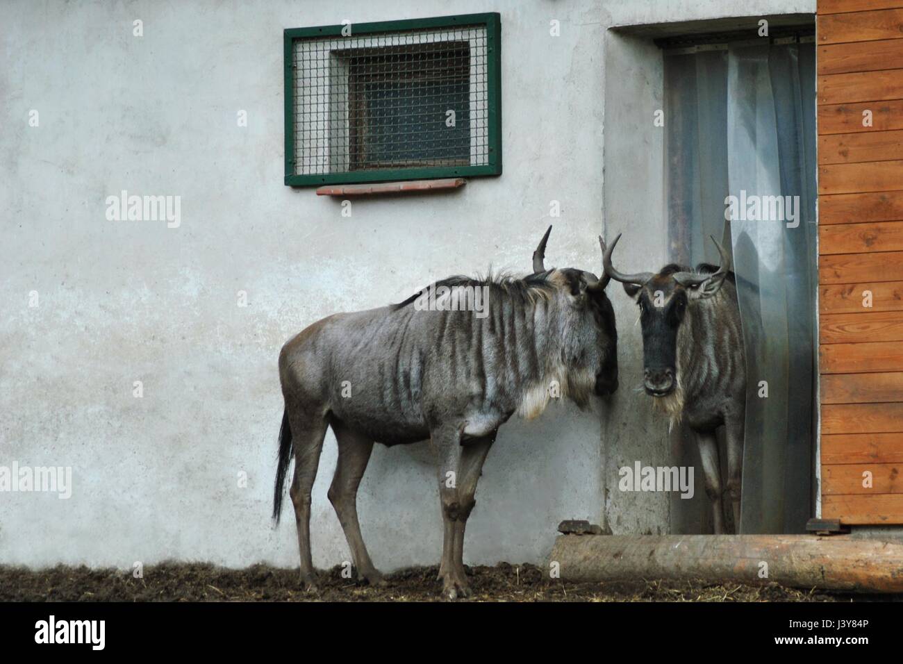 Gregarious animals hi-res stock photography and images - Alamy