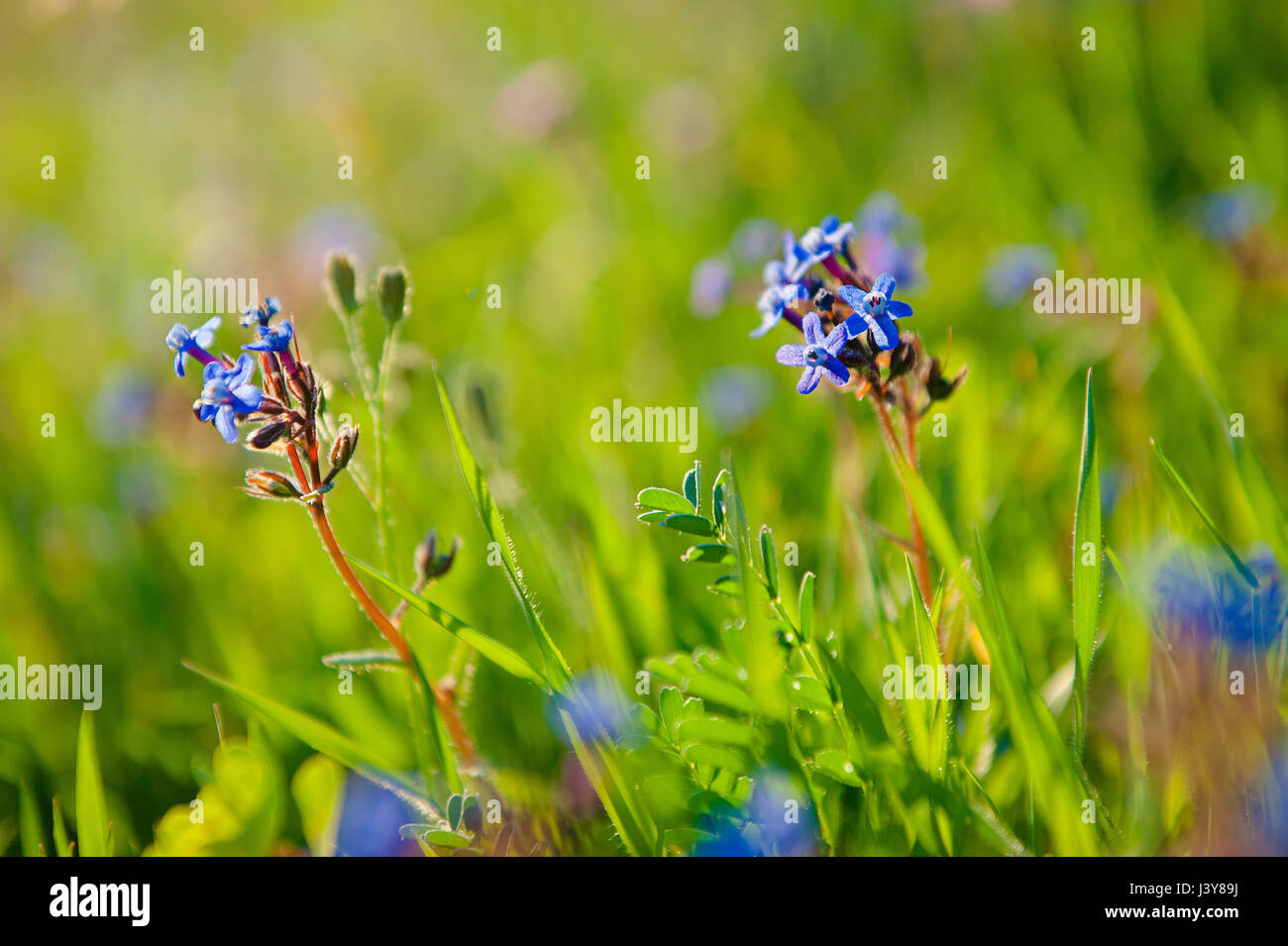 nature flowers field background Stock Photo - Alamy