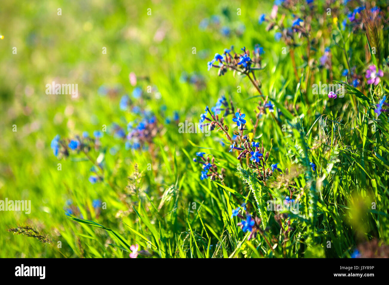 wild meadow pink flowers on morning sunlight background. Spring field ...