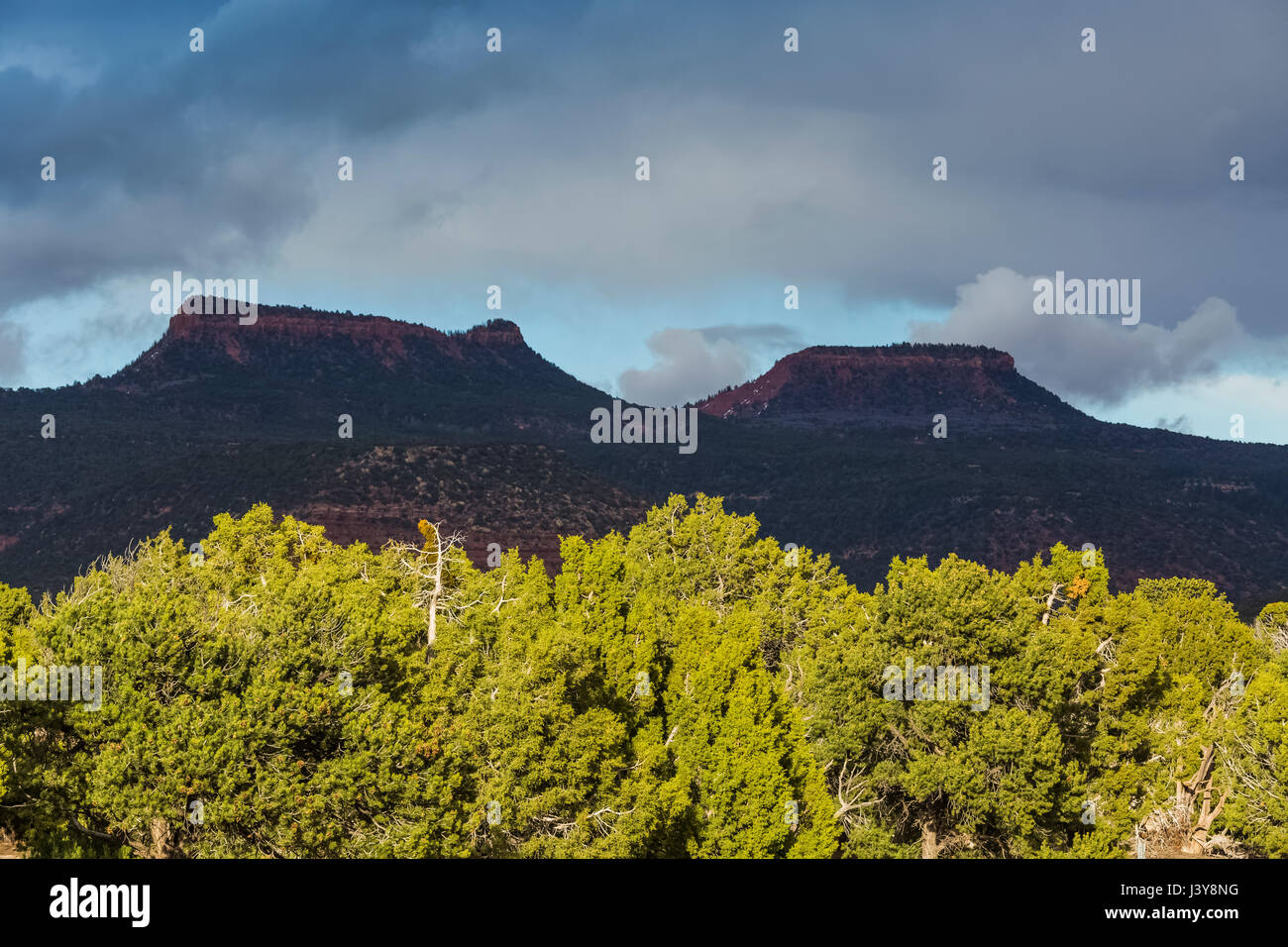 Bears Ears Buttes and the surrounding pinyon-juniper forest in Bears ...