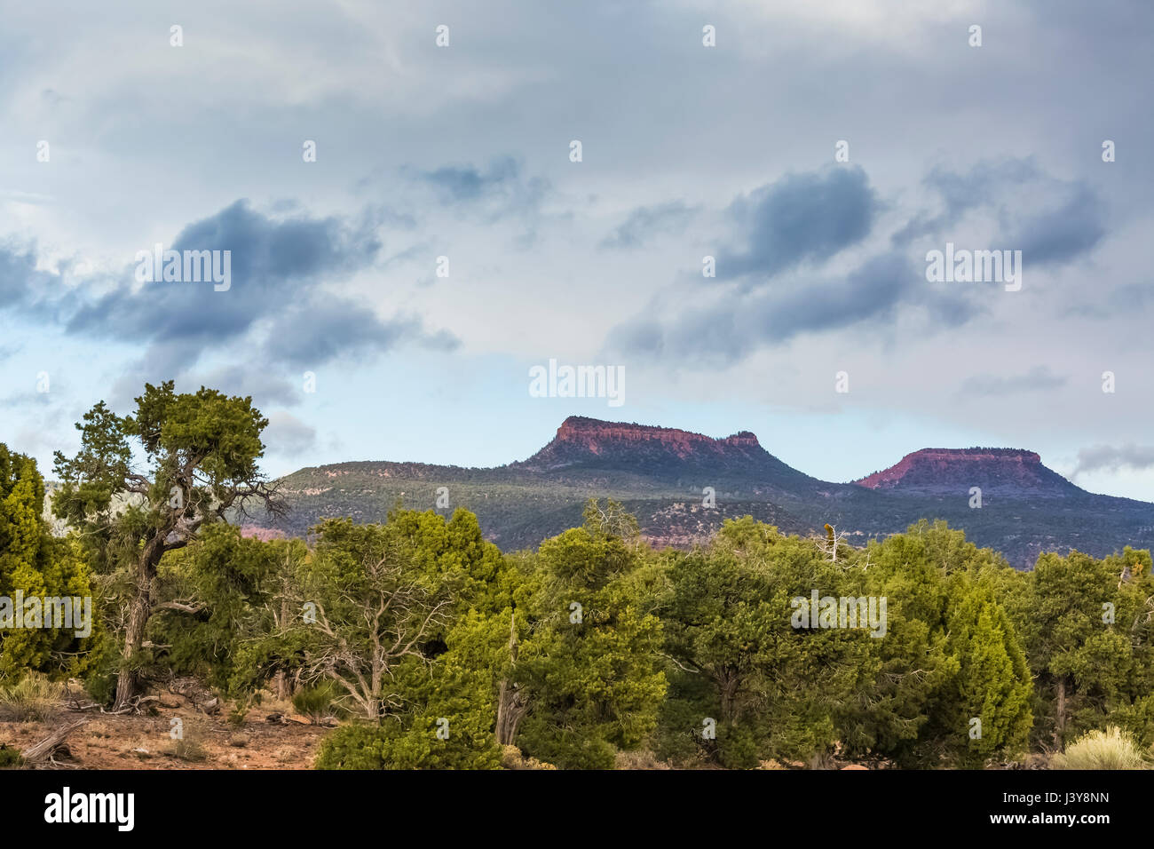 Bears Ears Buttes and the surrounding pinyon-juniper forest in Bears ...