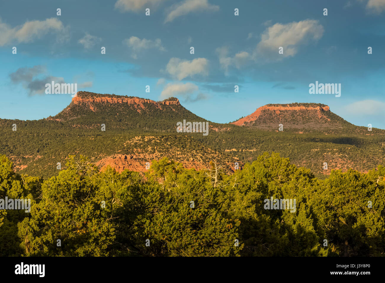Bears Ears Buttes and the surrounding pinyon-juniper forest in Bears ...