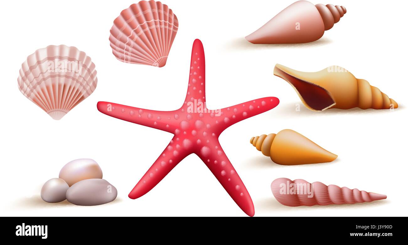 Editable sea shells hi-res stock photography and images - Alamy