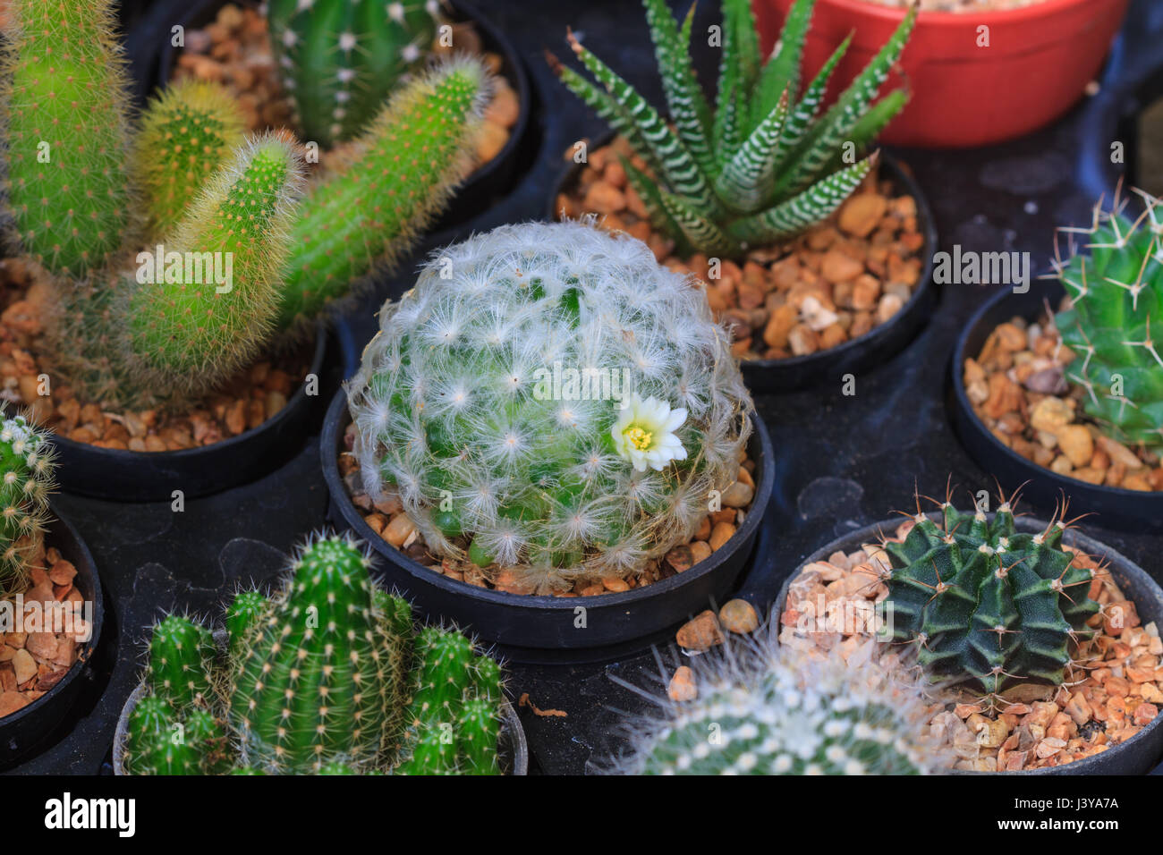 Various cactus plants in garden, selective focus Stock Photo - Alamy