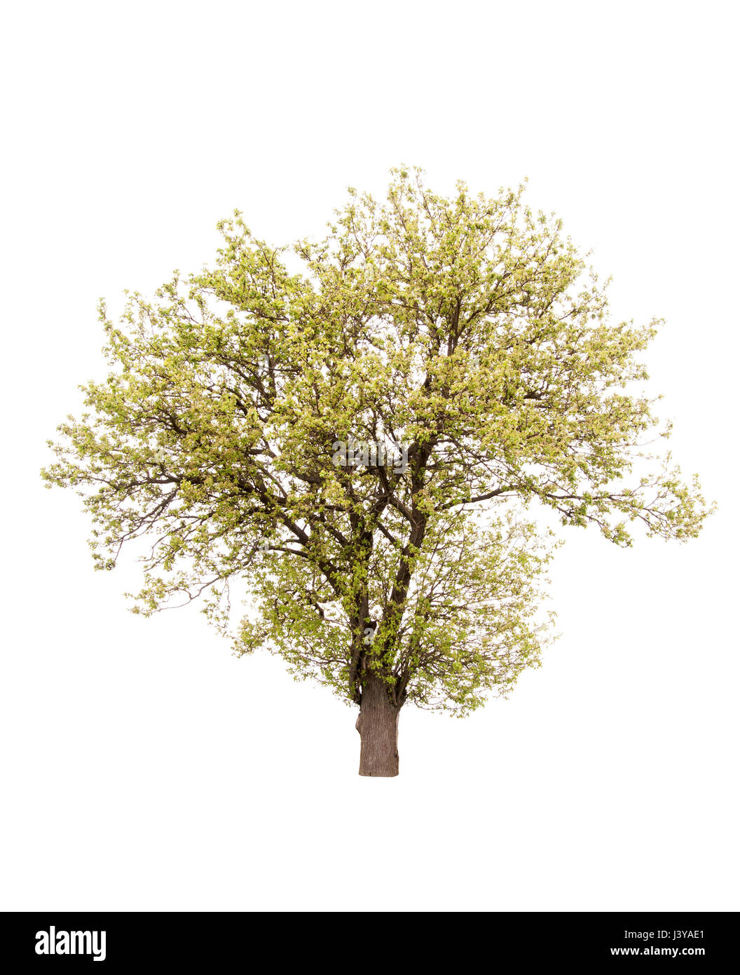 flowering pear tree isolated on white background Stock Photo - Alamy