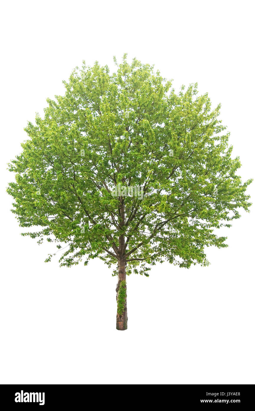 linden tree isolated on white Stock Photo - Alamy
