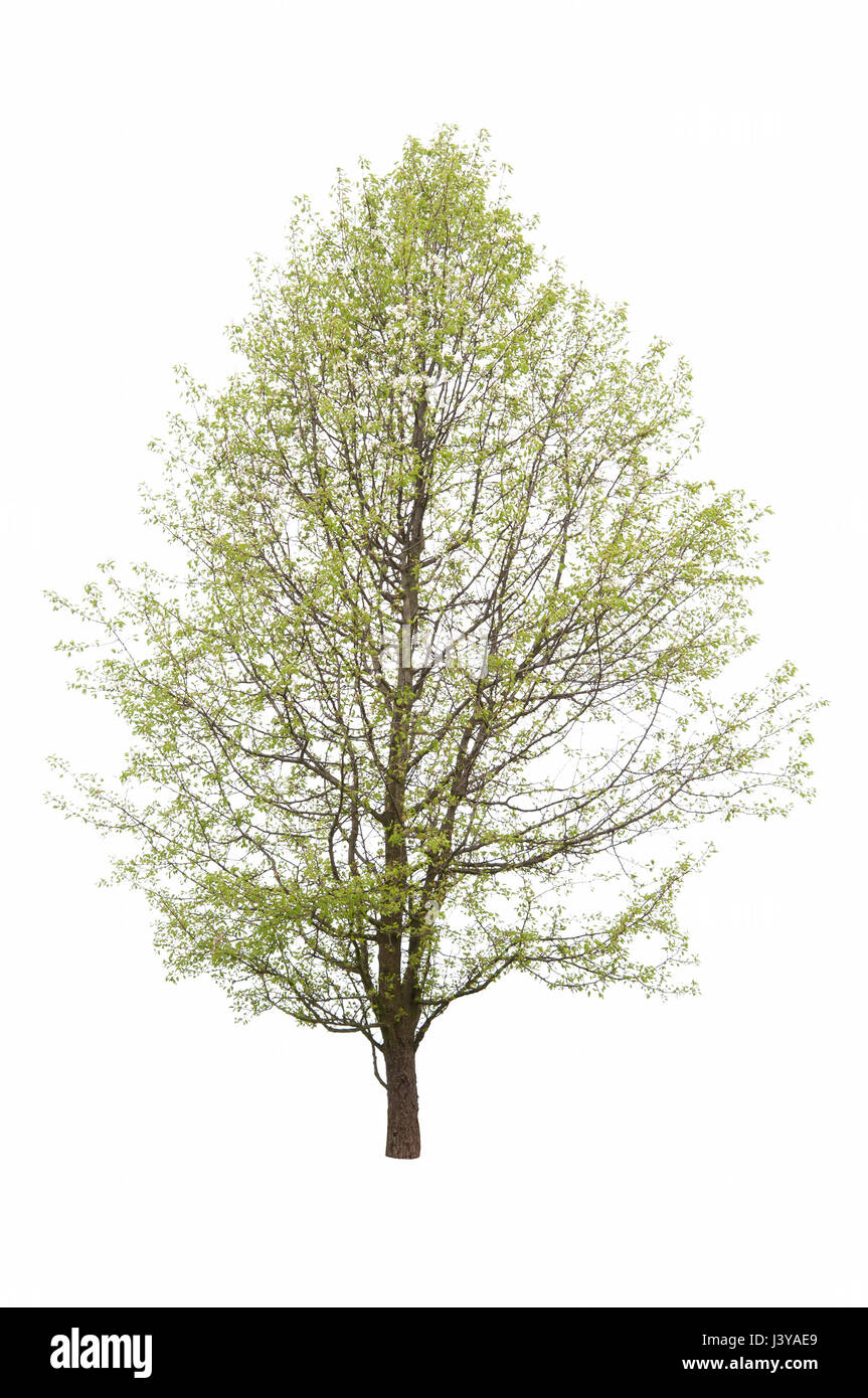 flowering pear tree isolated on white background Stock Photo - Alamy