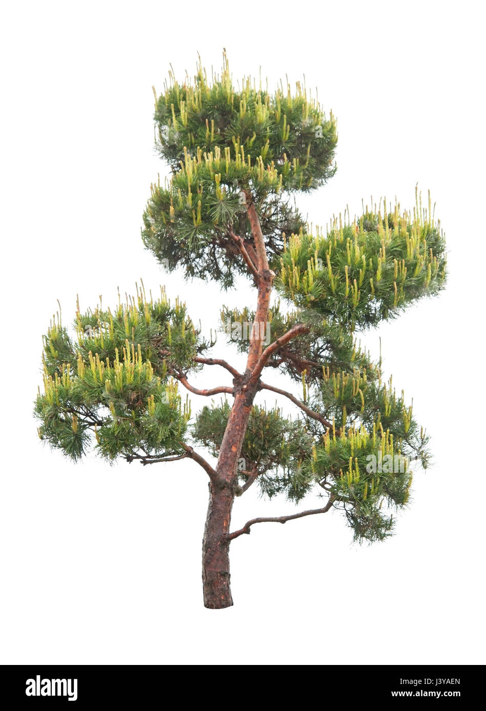 Pine tree branches white Cut Out Stock Images & Pictures - Alamy