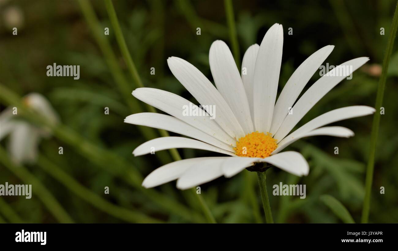 Close up shot of a single Daisy Stock Photo - Alamy