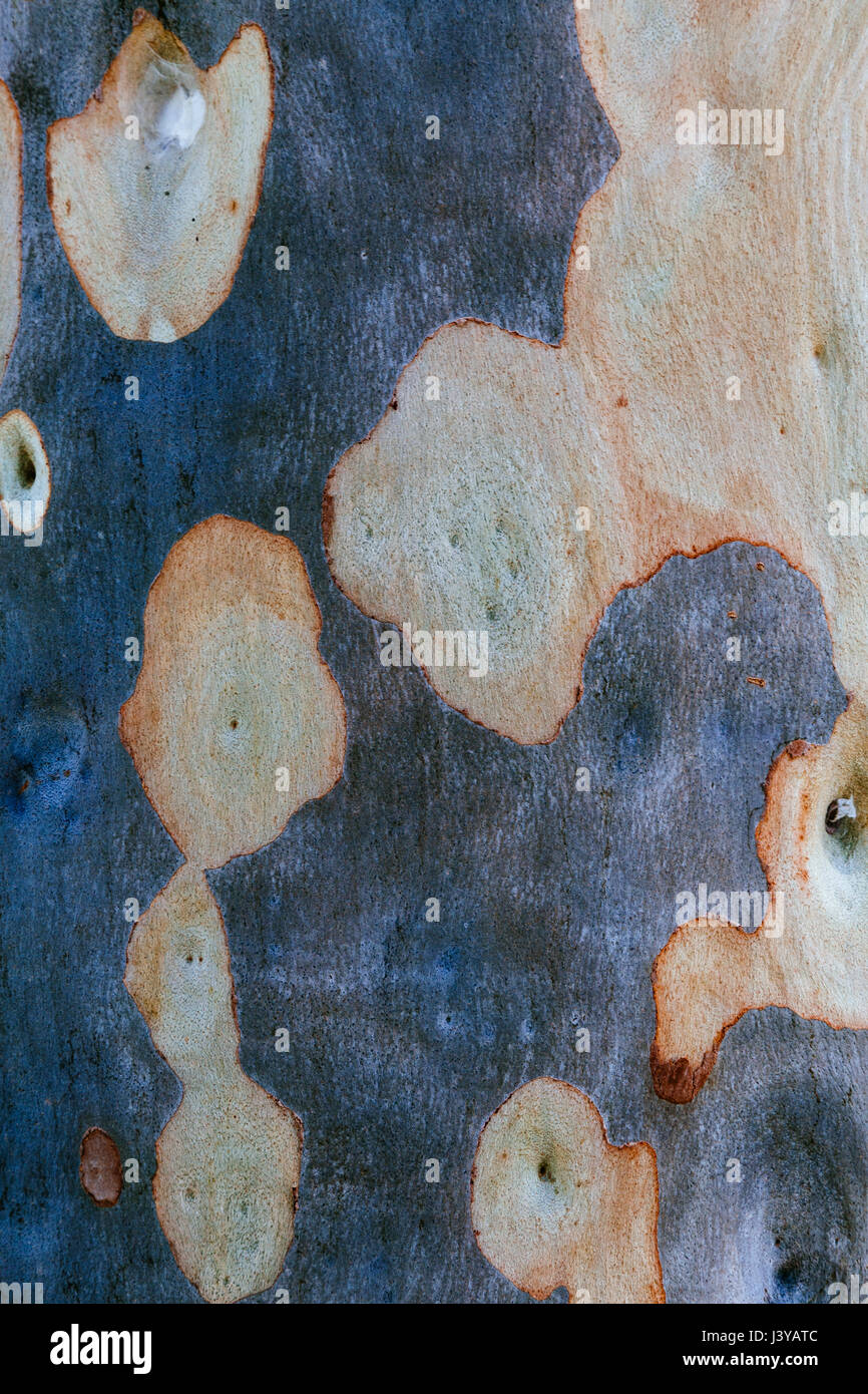 Close up of texture of eucalyptus tree bark Stock Photo - Alamy