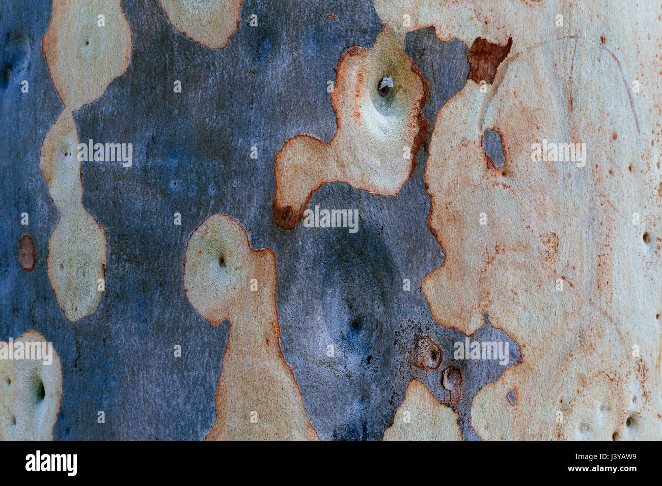 Close up of texture of eucalyptus tree bark Stock Photo - Alamy