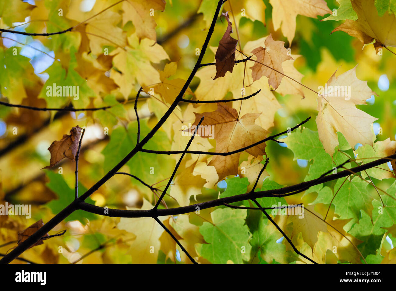 Autumn trees, Dandenong Ranges, Melbourne, Australia Stock Photo - Alamy