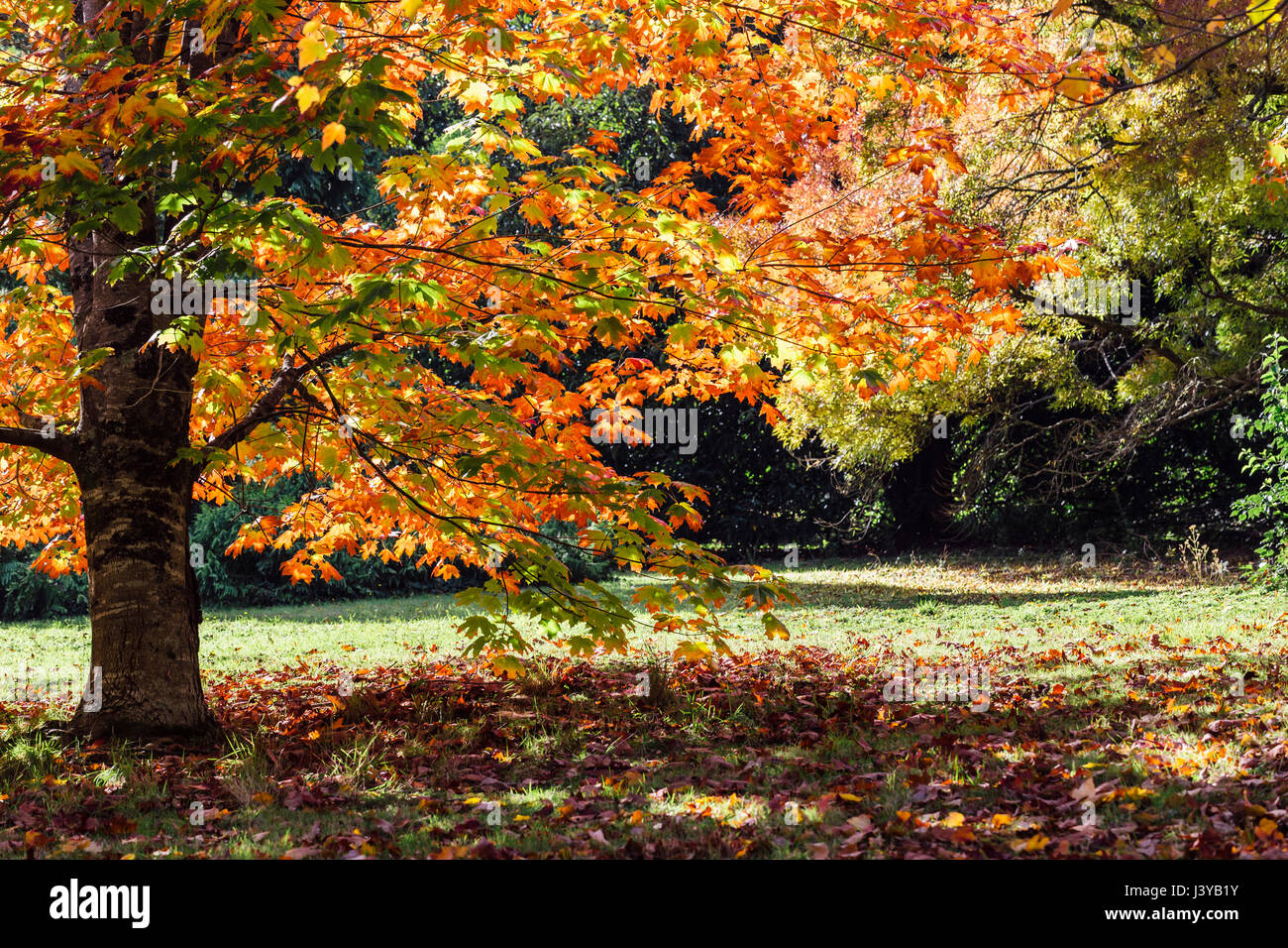 Autumn trees, Dandenong Ranges, Melbourne, Australia Stock Photo - Alamy