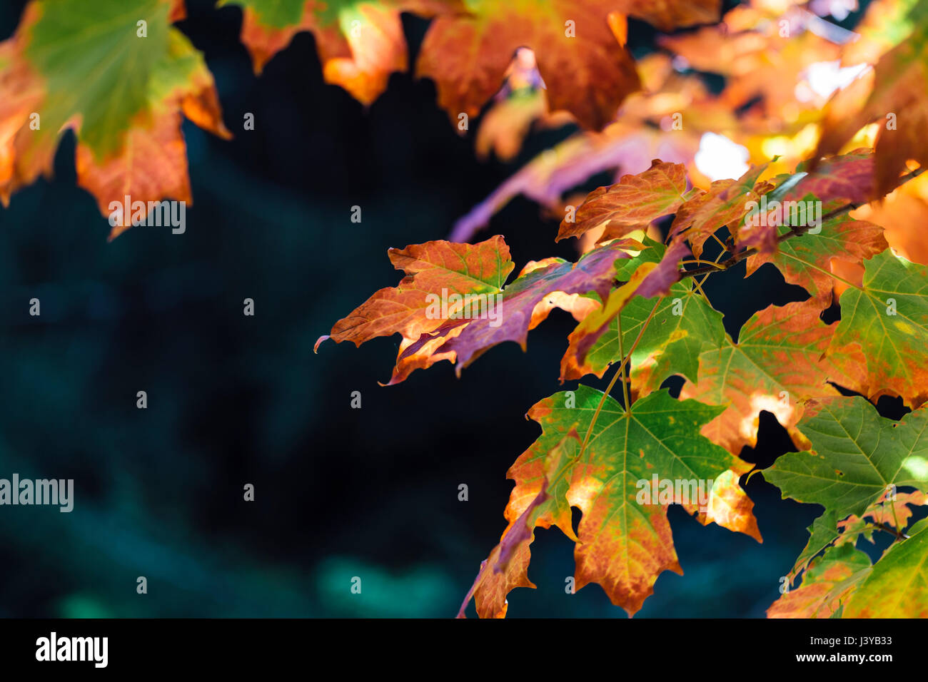 Autumn trees, Dandenong Ranges, Melbourne, Australia Stock Photo - Alamy