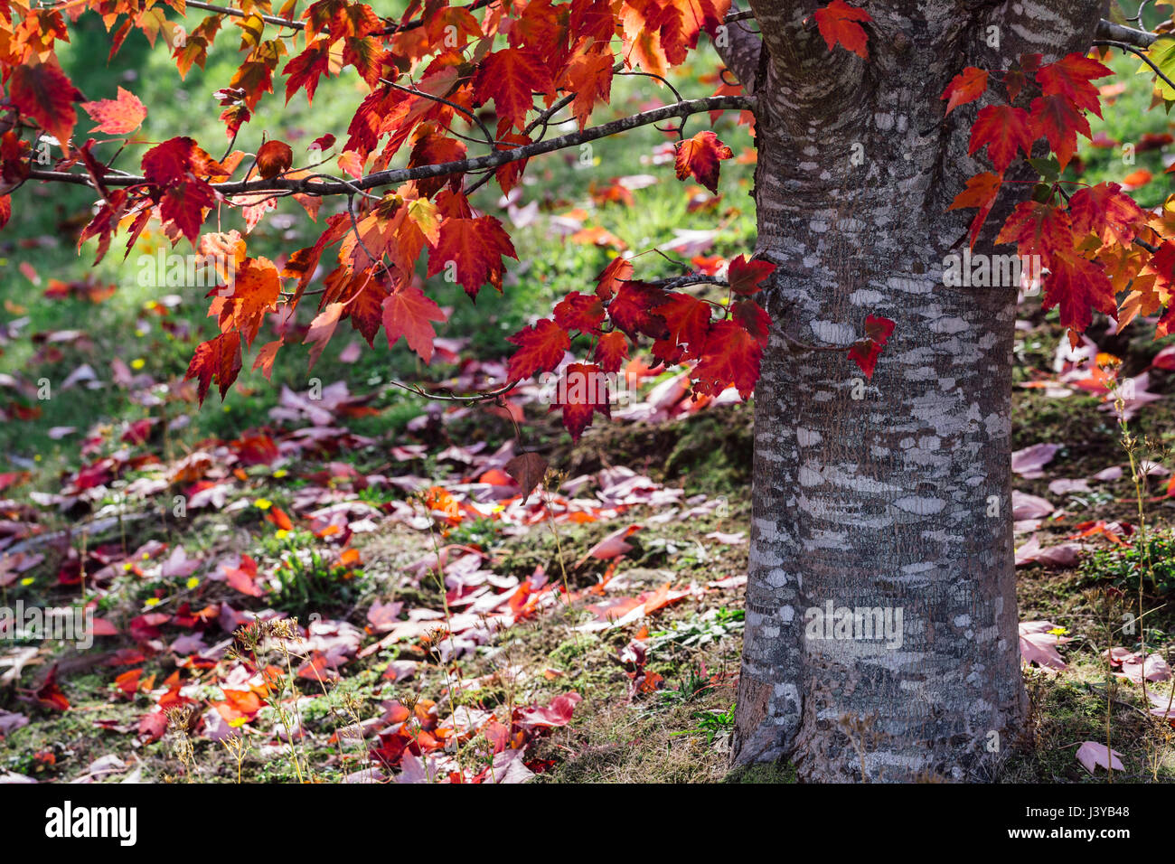Autumn trees, Dandenong Ranges, Melbourne, Australia Stock Photo - Alamy