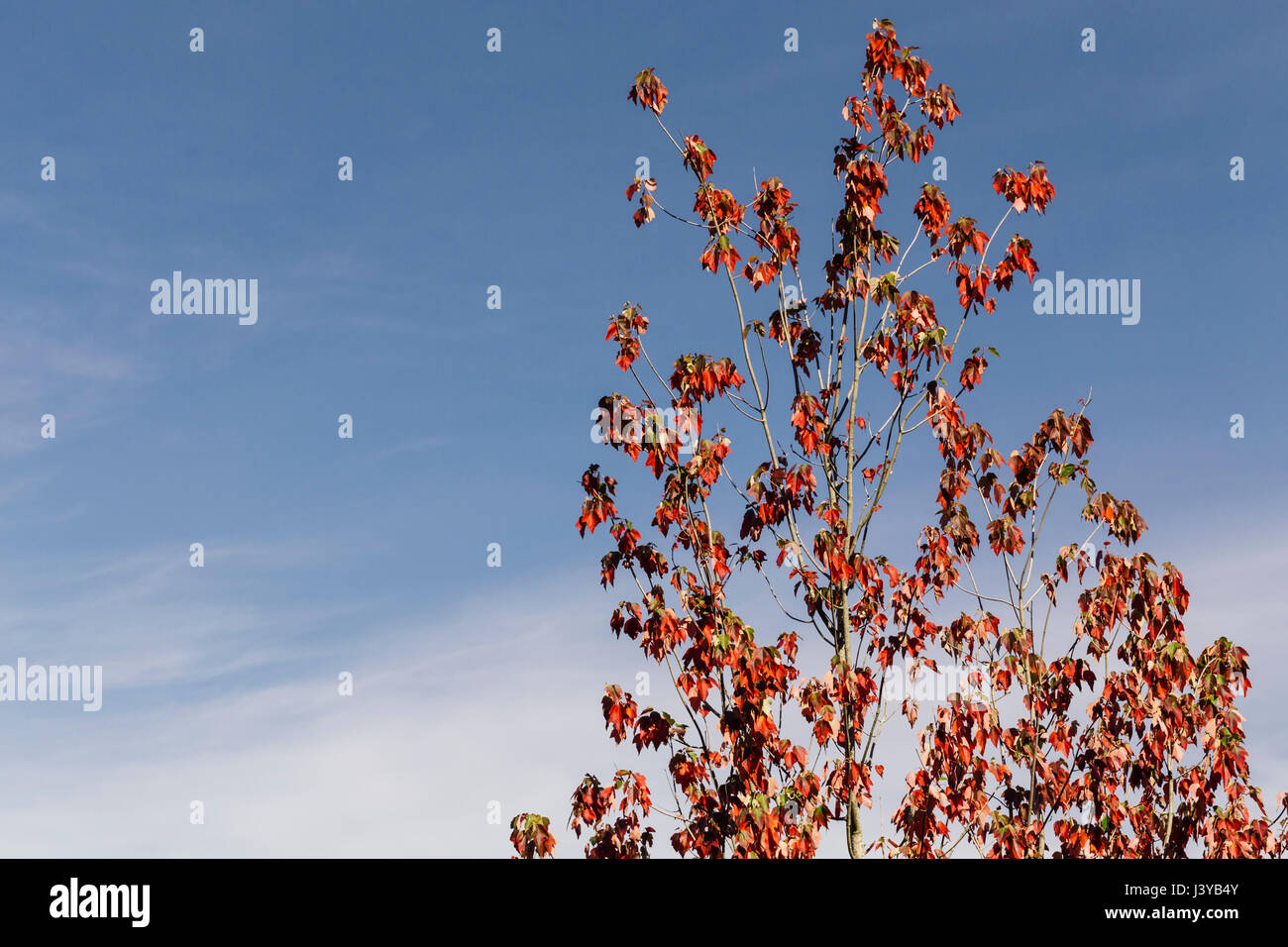 Autumn trees, Dandenong Ranges, Melbourne, Australia Stock Photo - Alamy