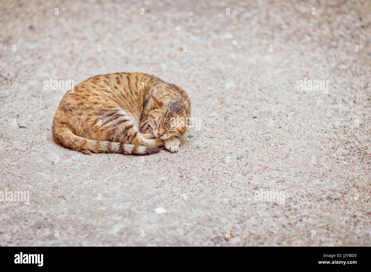 Cat sleeping like a circle on the ground Stock Photo - Alamy