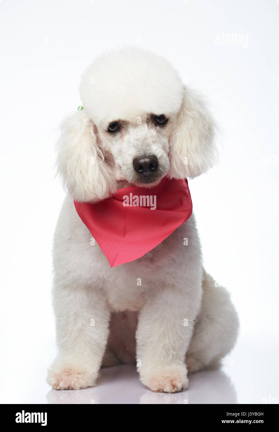 One cute groomed poodle dog sit isolated on white background. Clean ...