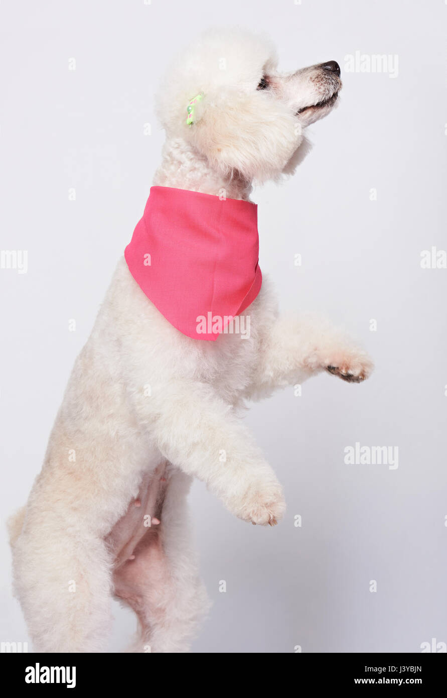 Dancing white poodle dog isolated on white background. Standing up ...
