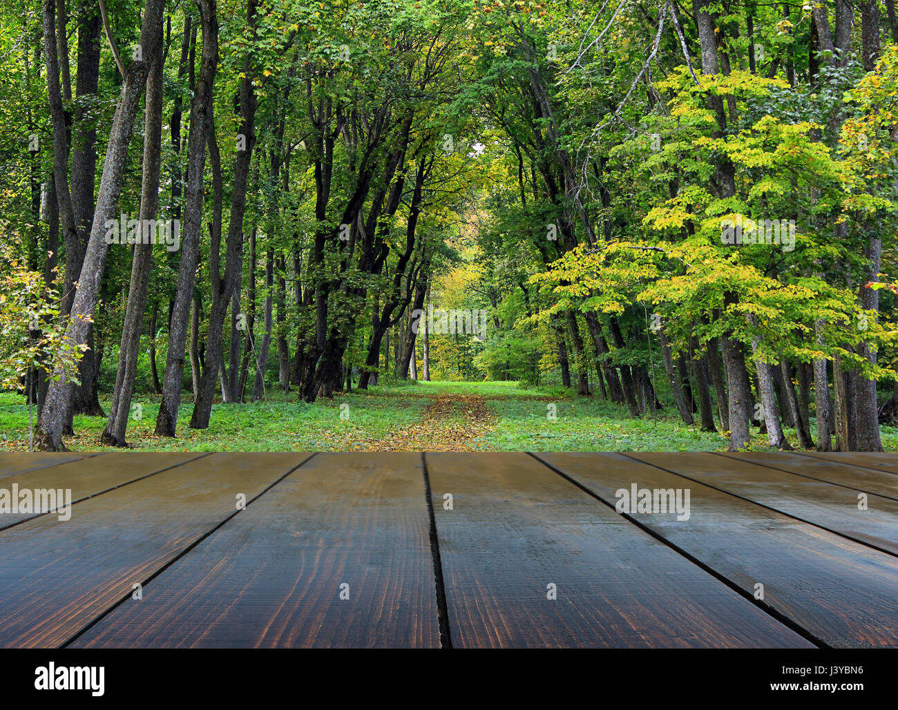 wooden boards with view to big trees and park path Stock Photo - Alamy