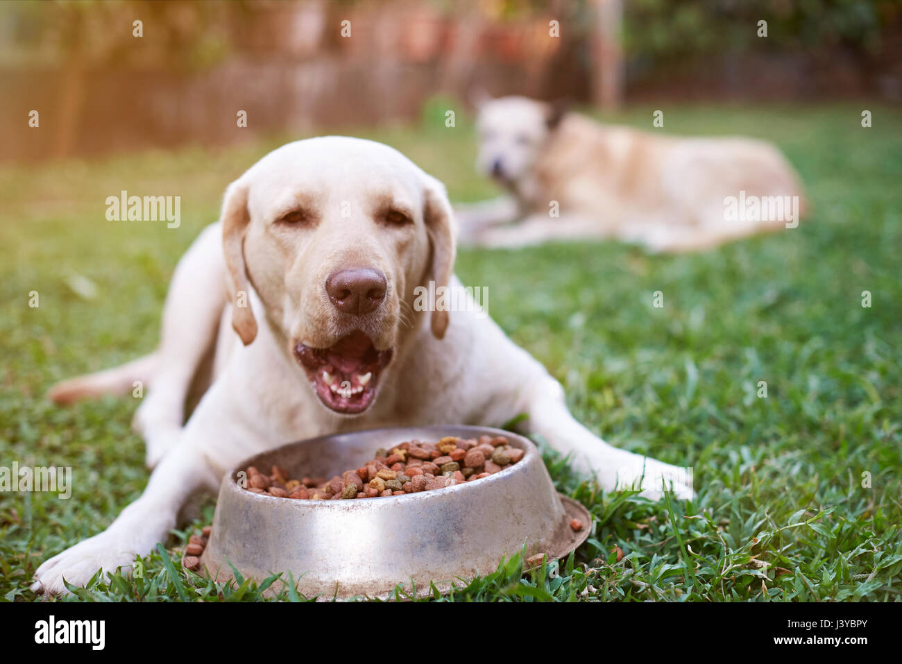 Labrador eat from metal bowl lay on green grass outside. Closeup of ...