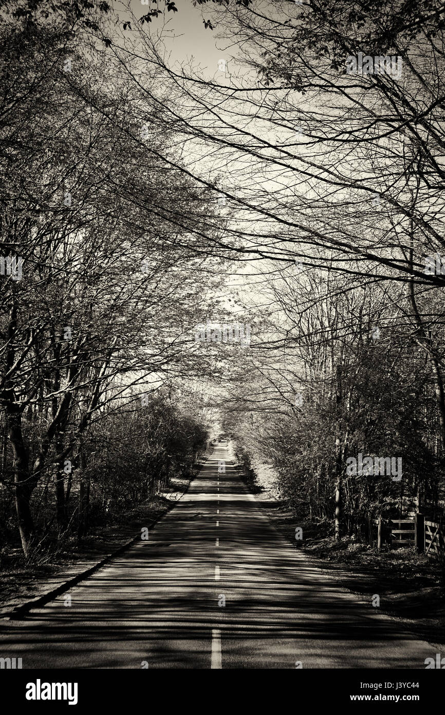 Quite country road through green english countryside Stock Photo - Alamy