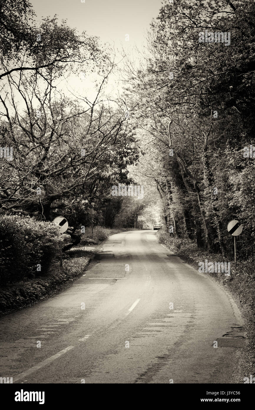 Country road going through green woods and trees Stock Photo - Alamy