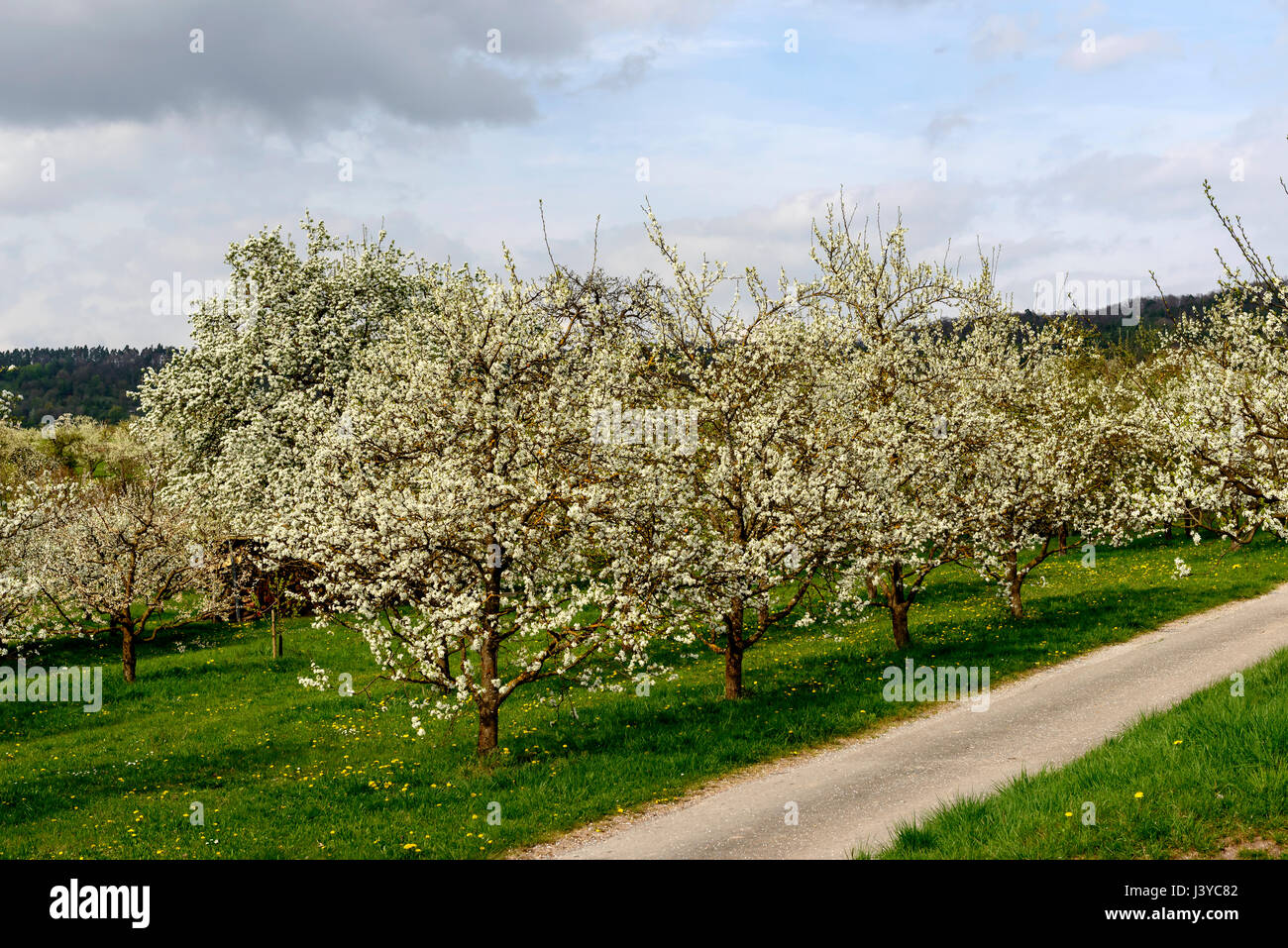 narrow country road among white blossoming organic apple trees in ...