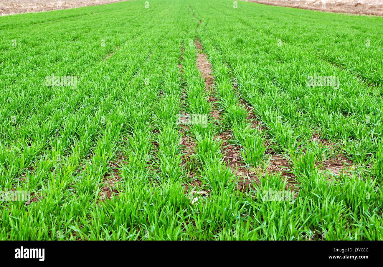 Sprouting wheat grass hi-res stock photography and images - Alamy