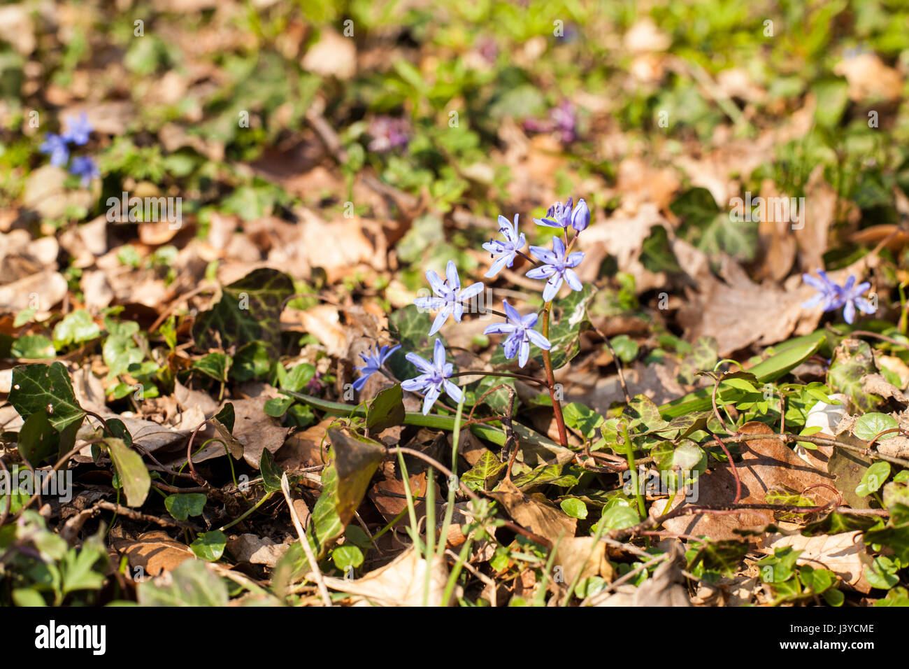 Spring flowers ,plant blooming in the first days of spring at the ...
