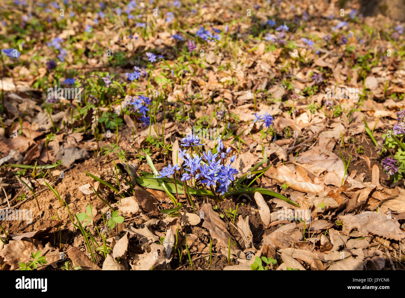 Spring flowers ,plant blooming in the first days of spring at the ...