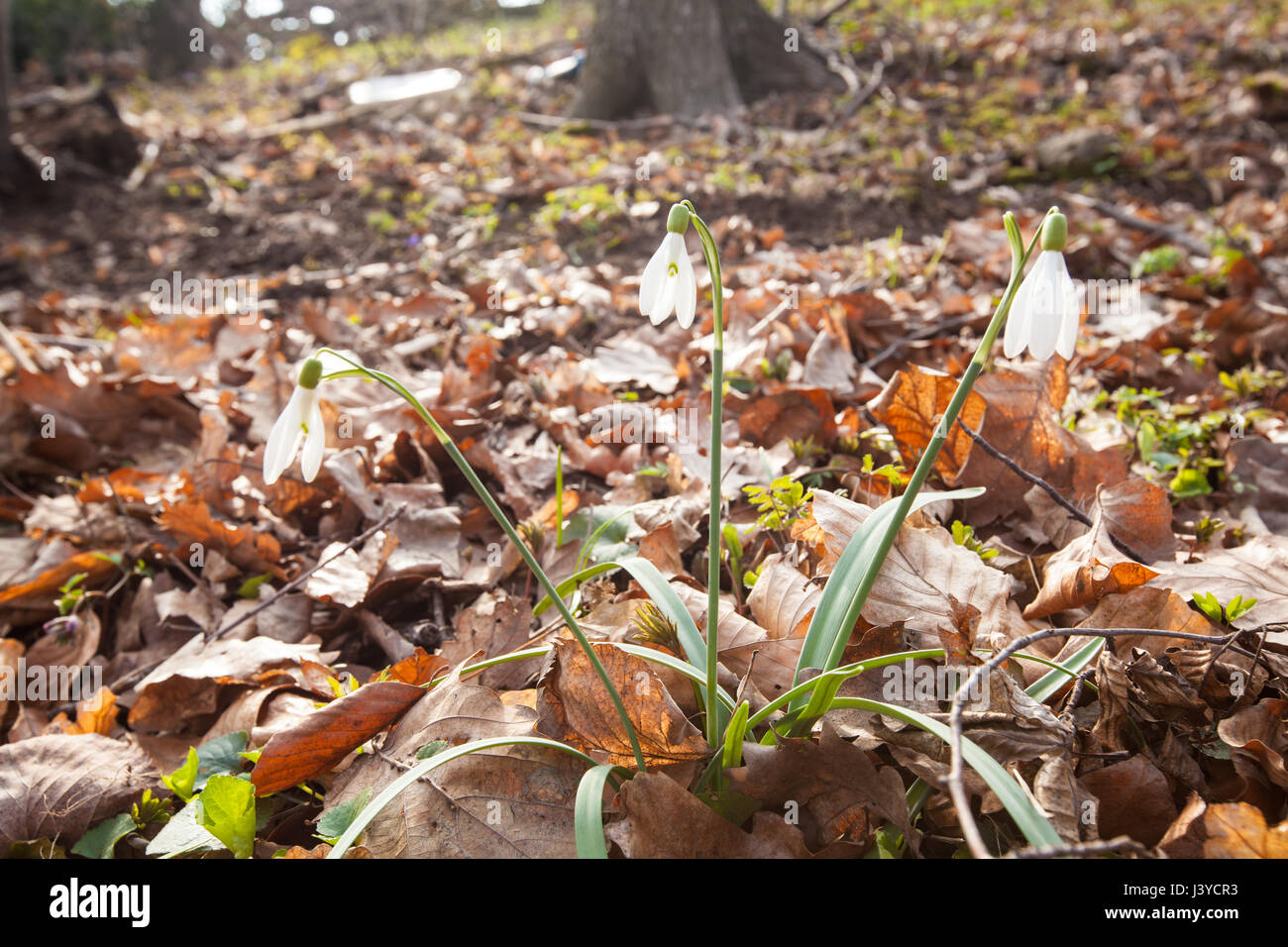Spring flowers ,plant blooming in the first days of spring at the ...