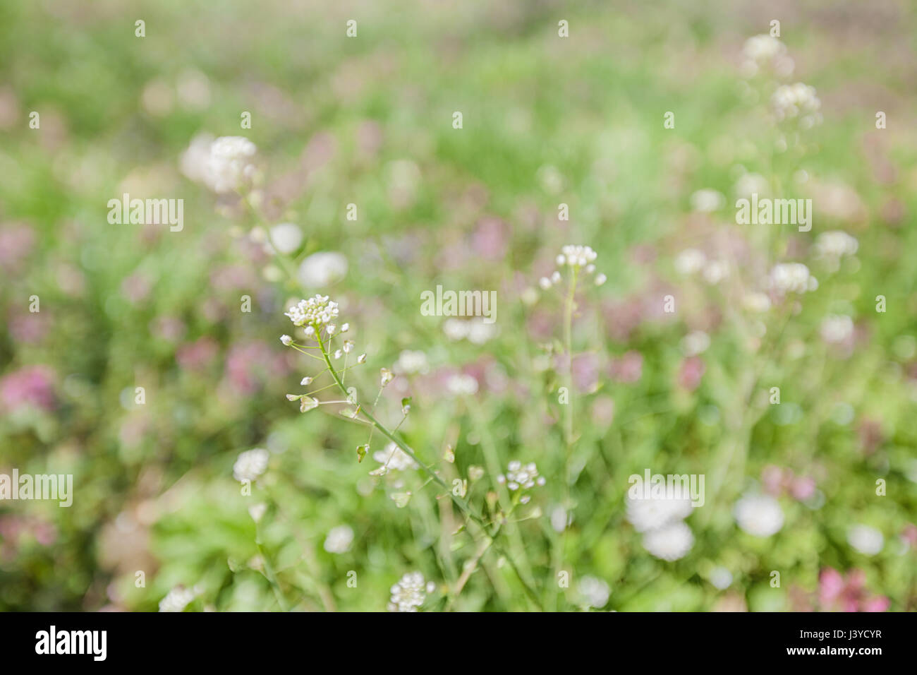 Spring flowers nature, first days of spring season Stock Photo - Alamy