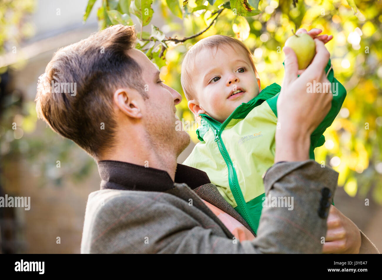 Father and toddler son picking an apple in the garden Stock Photo - Alamy