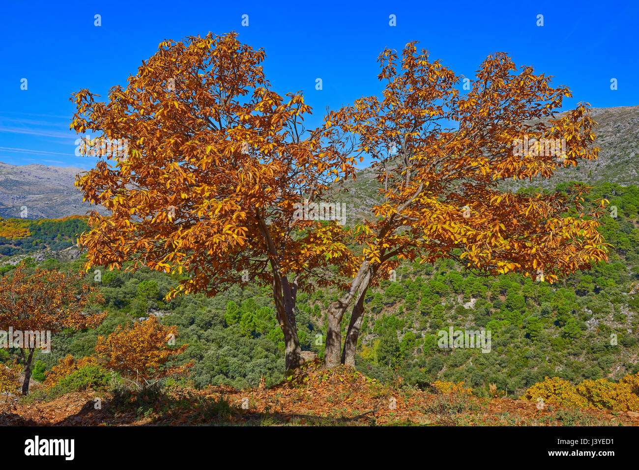 Autumn, Chesnut forest, Castanea sativa, Valle del Genal, Genal Valley ...
