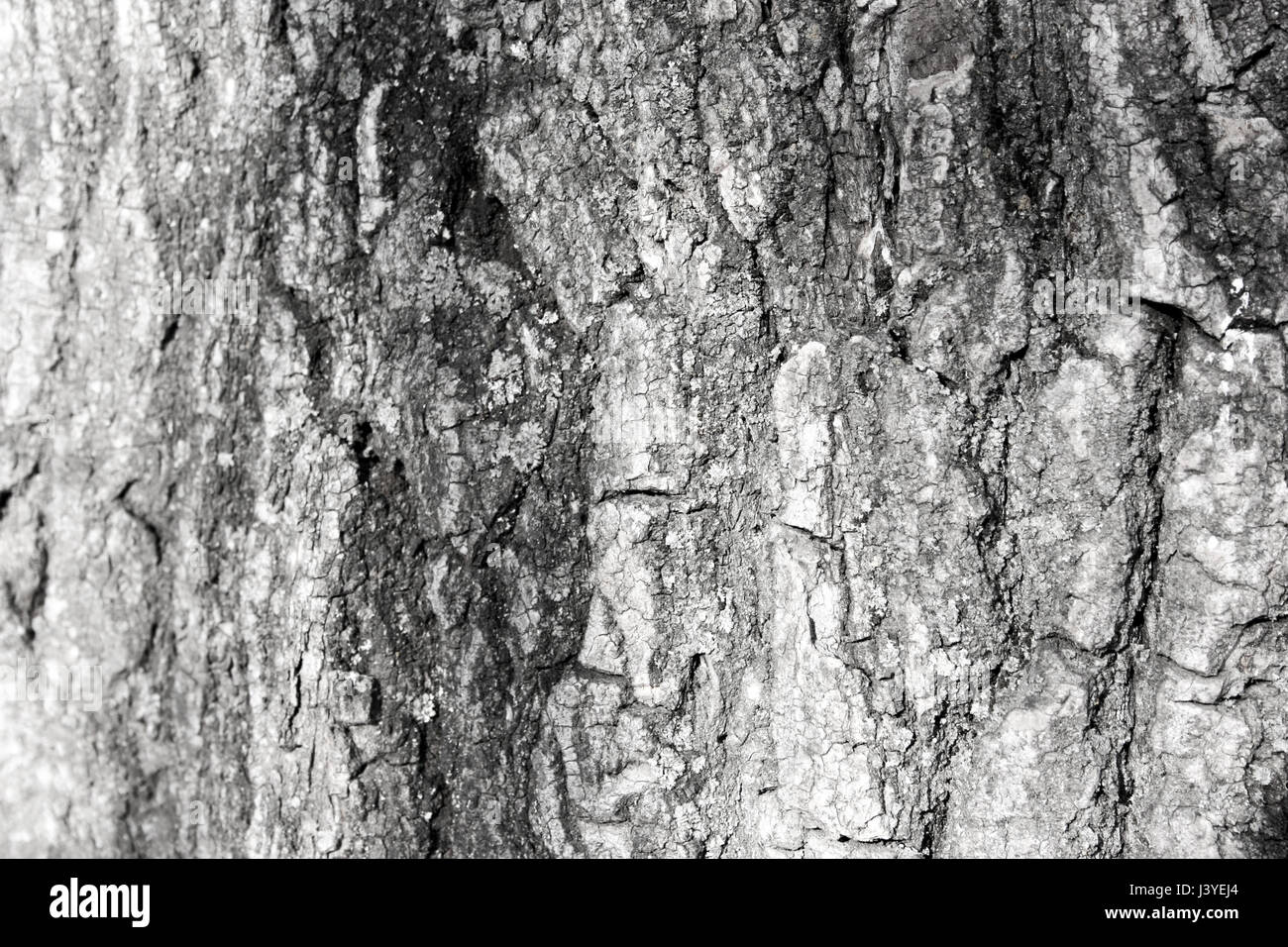 bark of tree. nature. Background texture. Photo for your design Stock ...