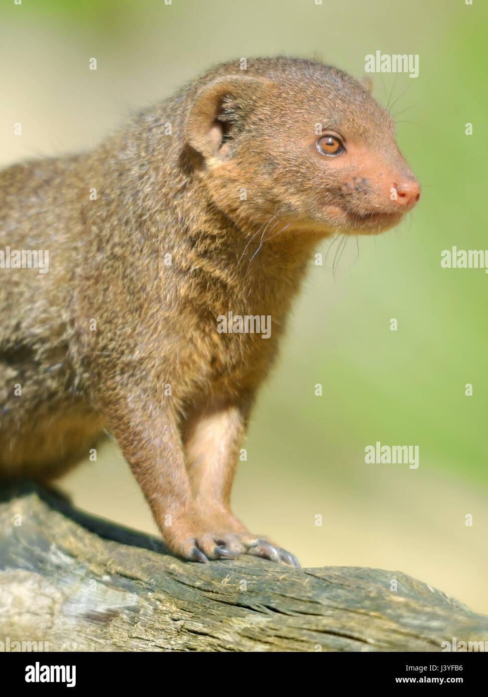 Mongoose mongoose hi-res stock photography and images - Alamy
