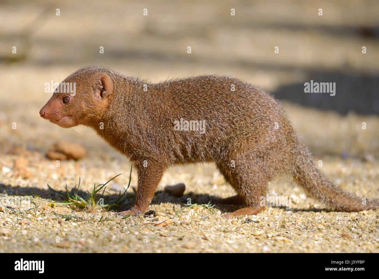 Mongoose eye hi-res stock photography and images - Alamy